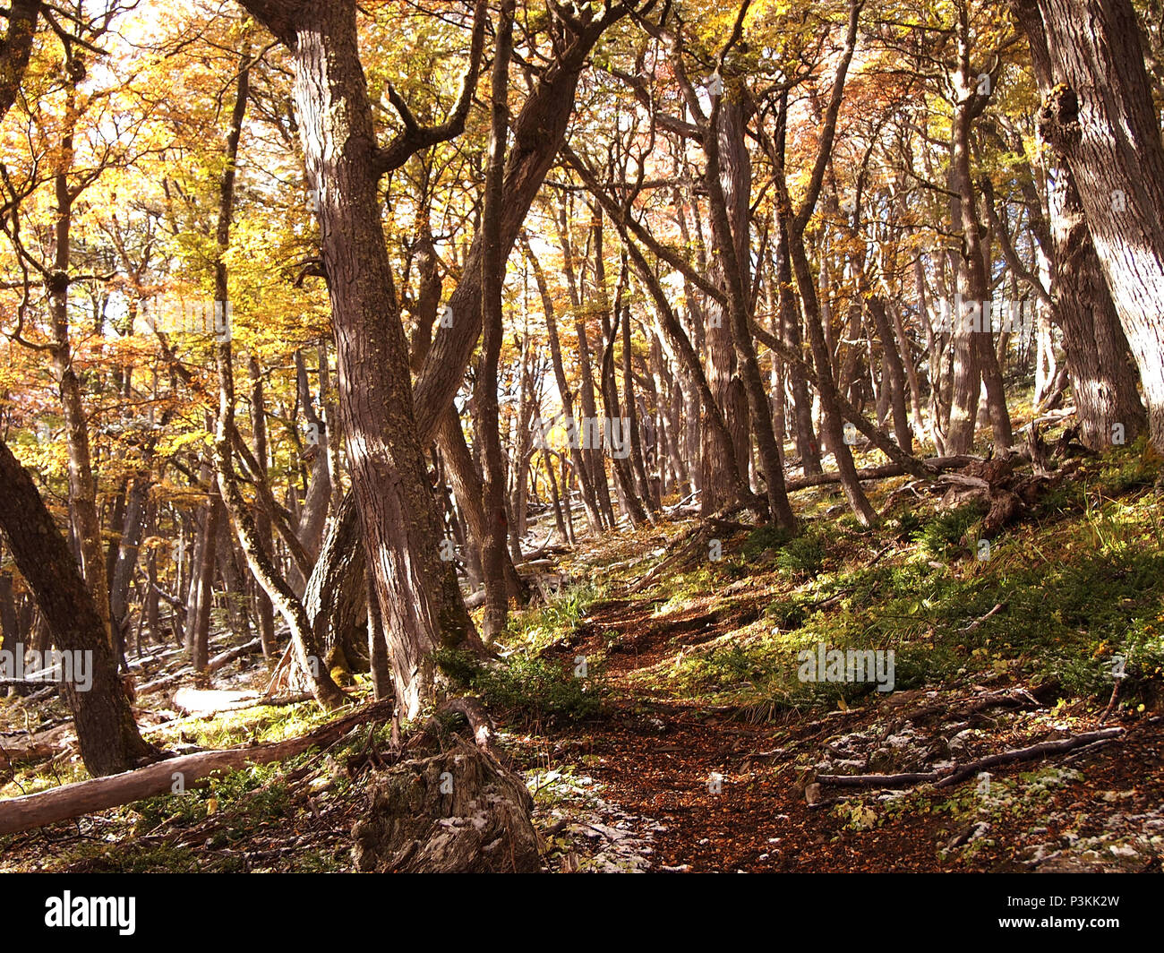 Autumn colors of the subpolar beech forests of Navarino island, Chile ...