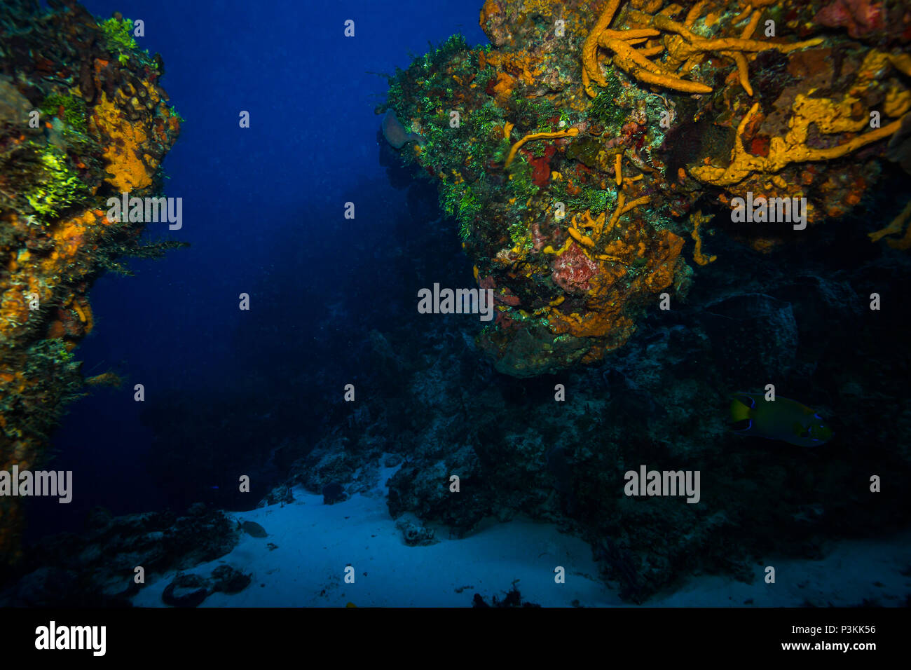 Coral reef of Cozumel island Stock Photo - Alamy