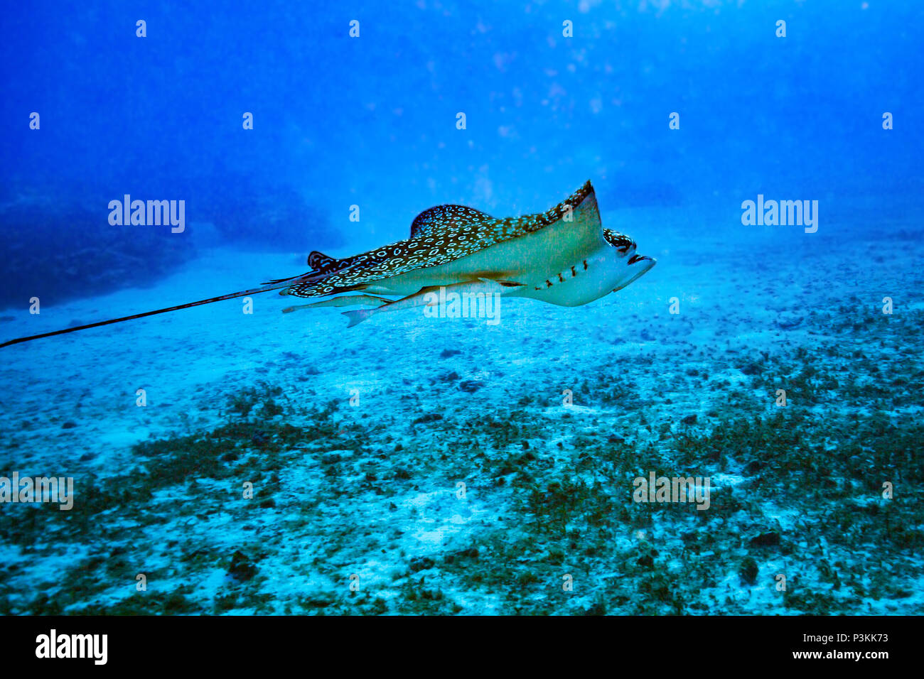 Spotted eagle ray on coral reef of the island Cozumel Stock Photo - Alamy