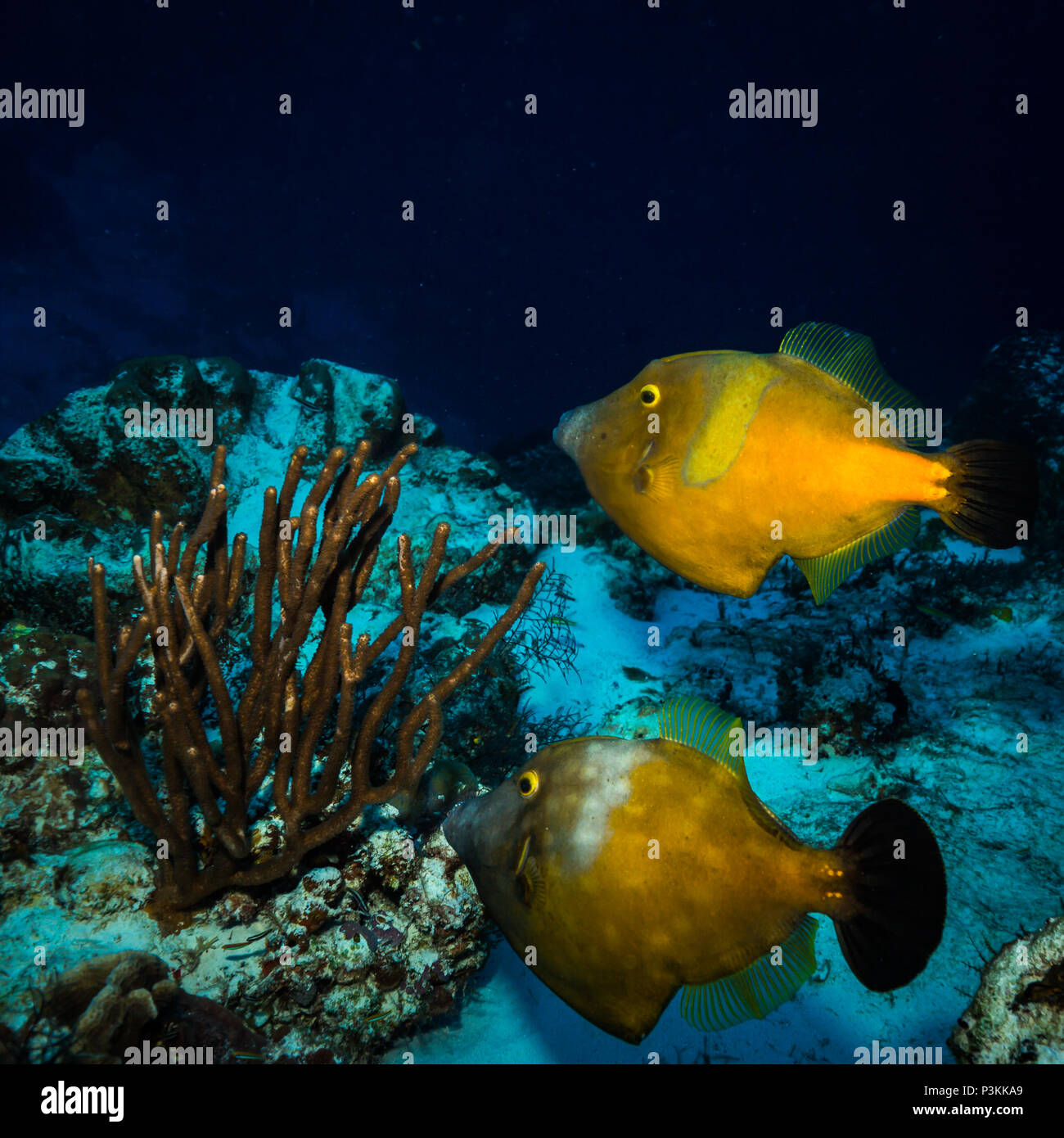 Fish on the coral reef near Cozumel Island Stock Photo - Alamy