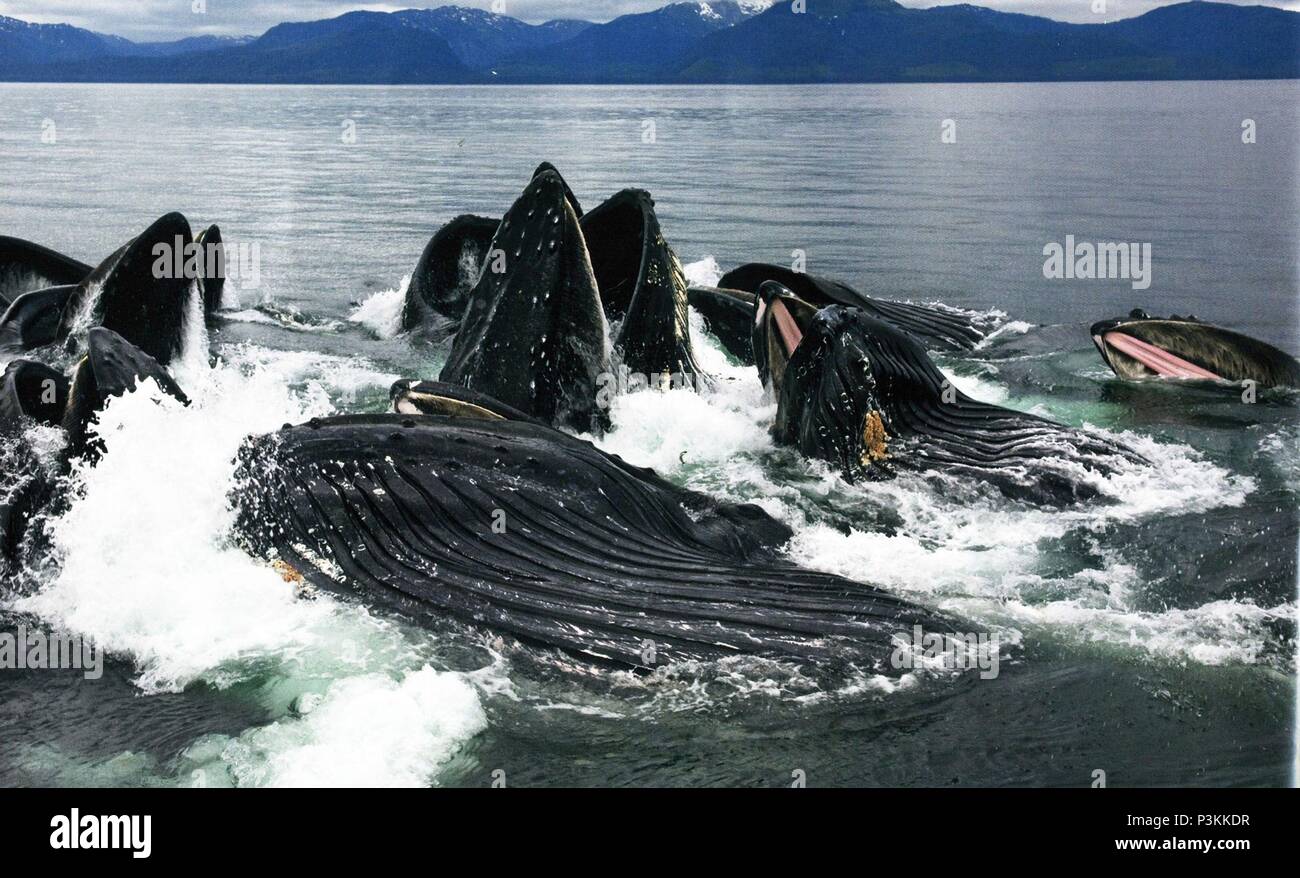 Original Film Title: OCEANS. English Title: OCEANS. Film Director ...