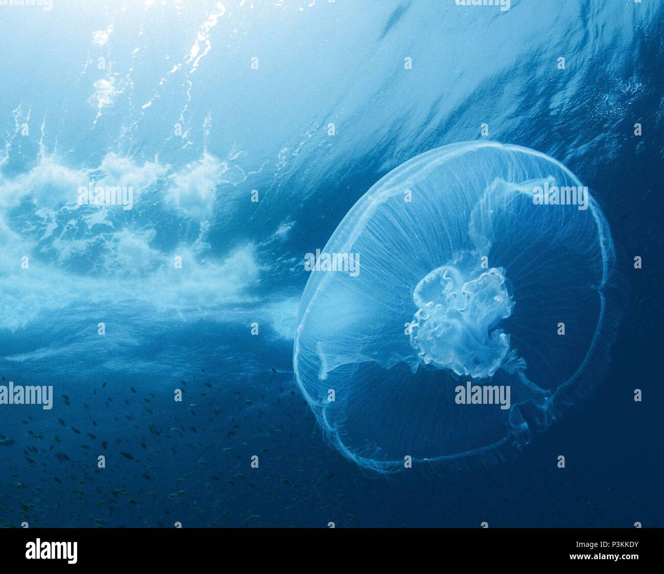 Original Film Title: OCEANS. English Title: OCEANS. Film Director ...