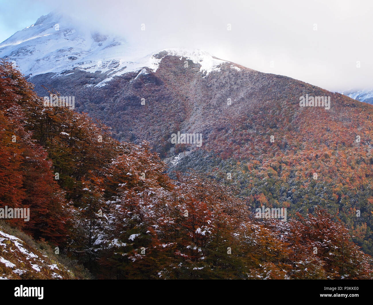 Magellanic subpolar forest hi-res stock photography and images - Alamy