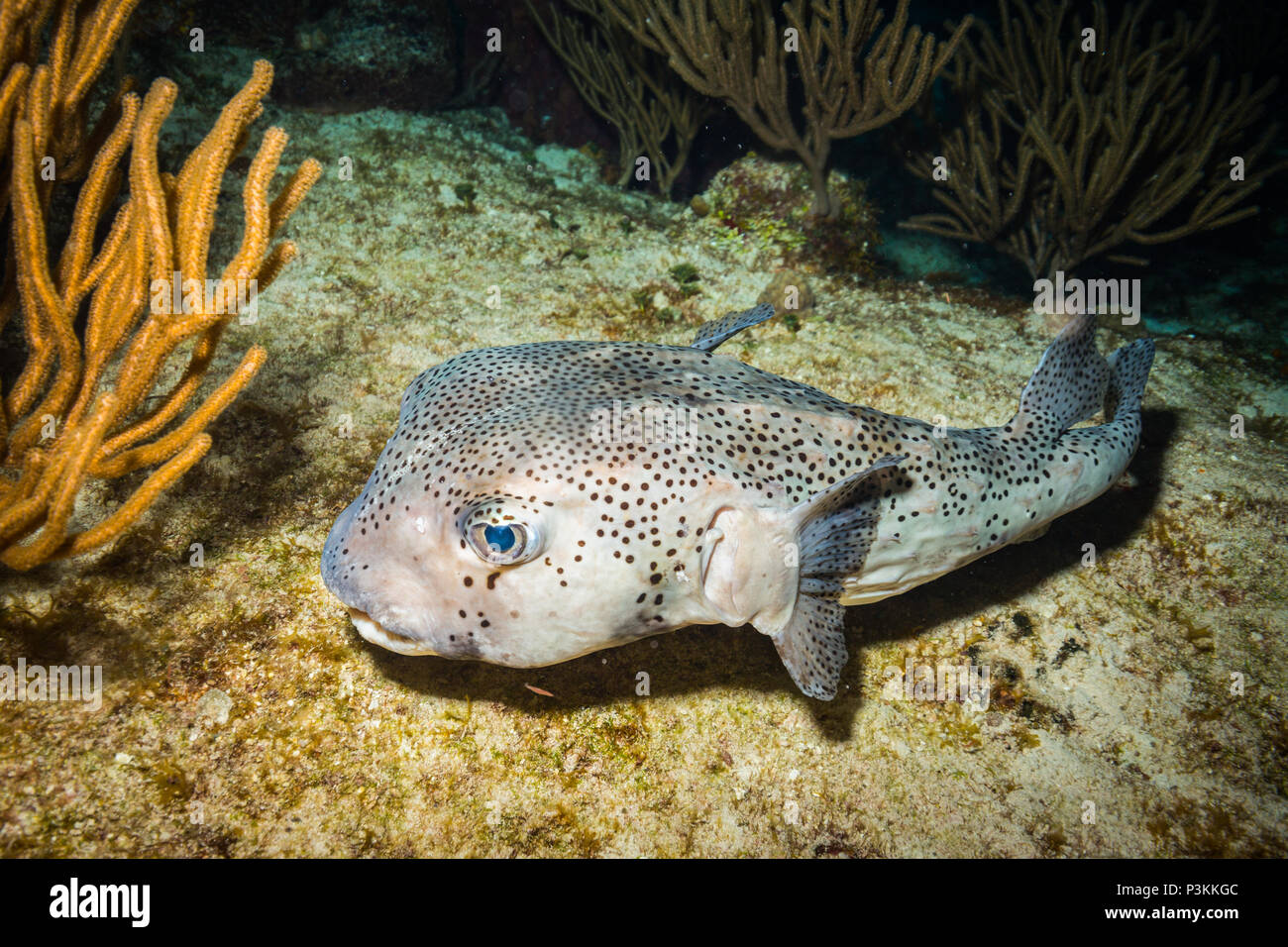 Fish on the coral reef near Cozumel Island Stock Photo - Alamy