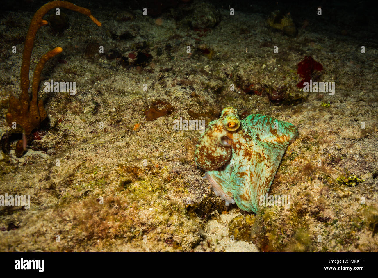 Octopus bodies hi-res stock photography and images - Alamy