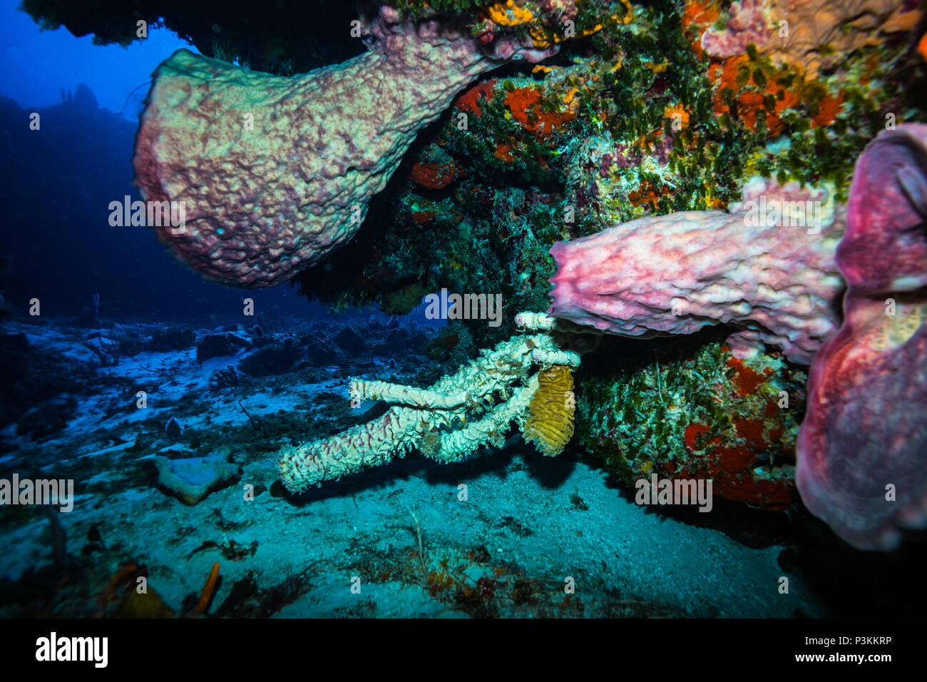 Coral reef of Cozumel island Stock Photo - Alamy