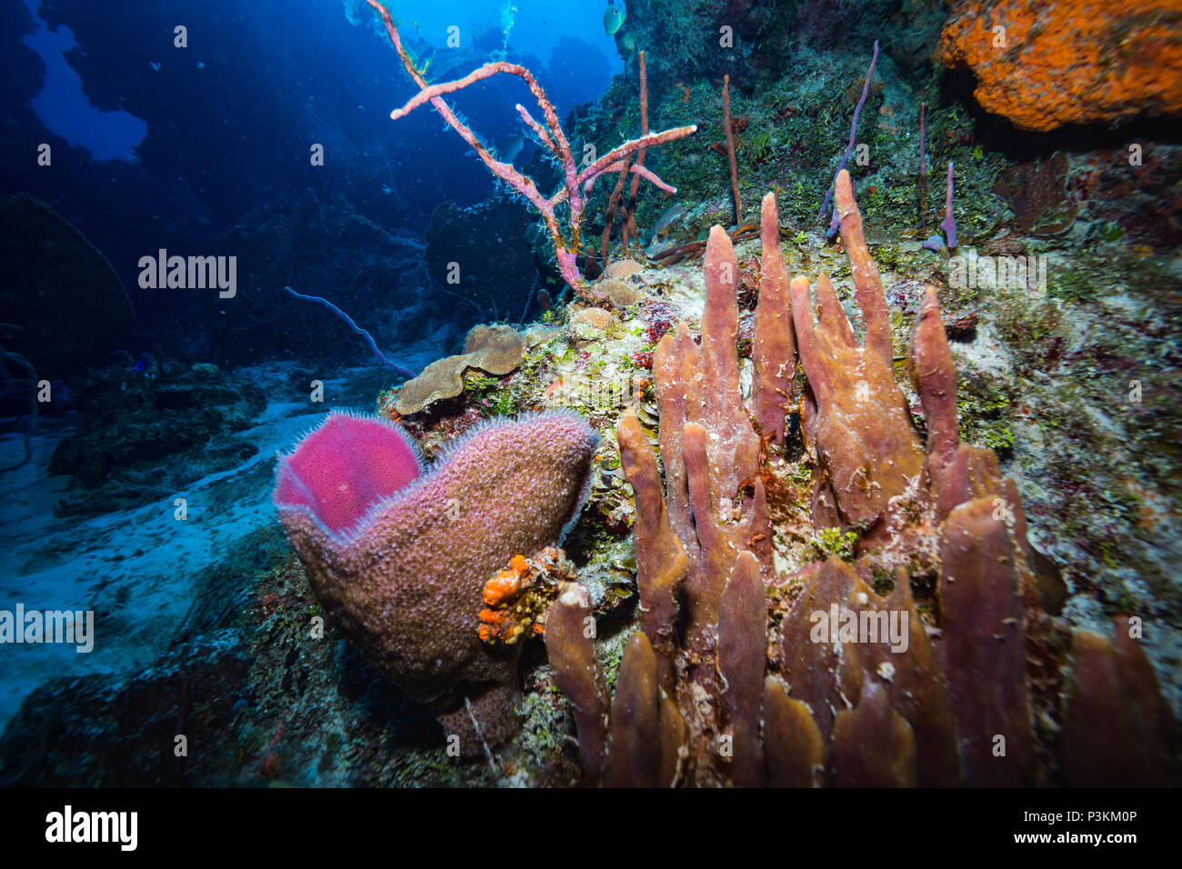 Coral reef of Cozumel island Stock Photo - Alamy