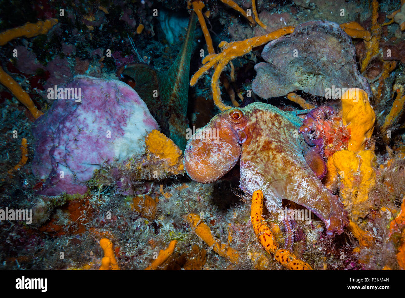 Octopuses ocean hi-res stock photography and images - Alamy