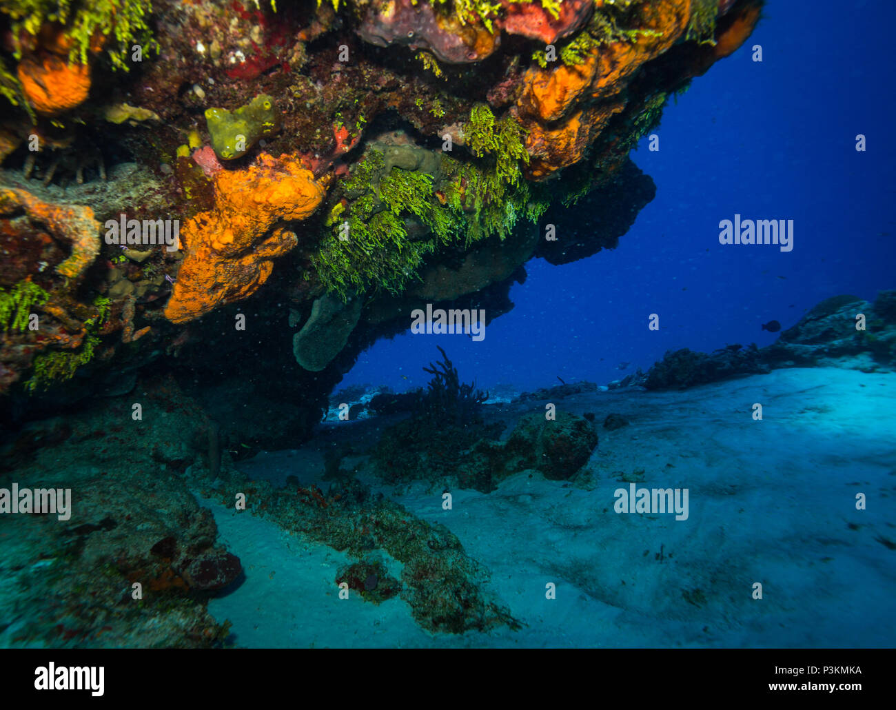 Coral reef of Cozumel island Stock Photo - Alamy