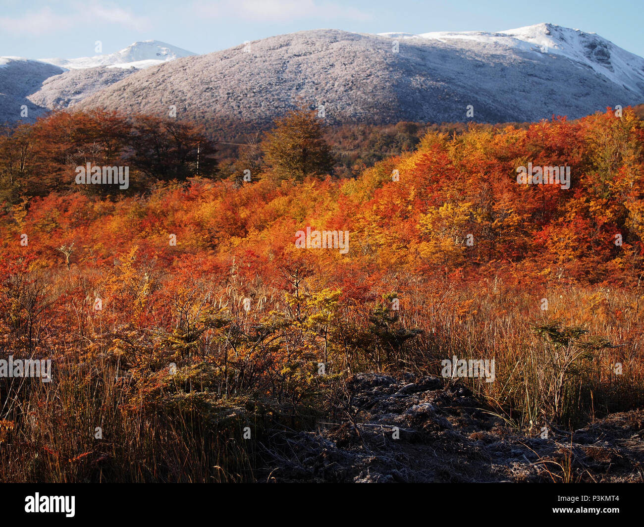 Autumn colors of the subpolar beech forests of Navarino island, Chile ...