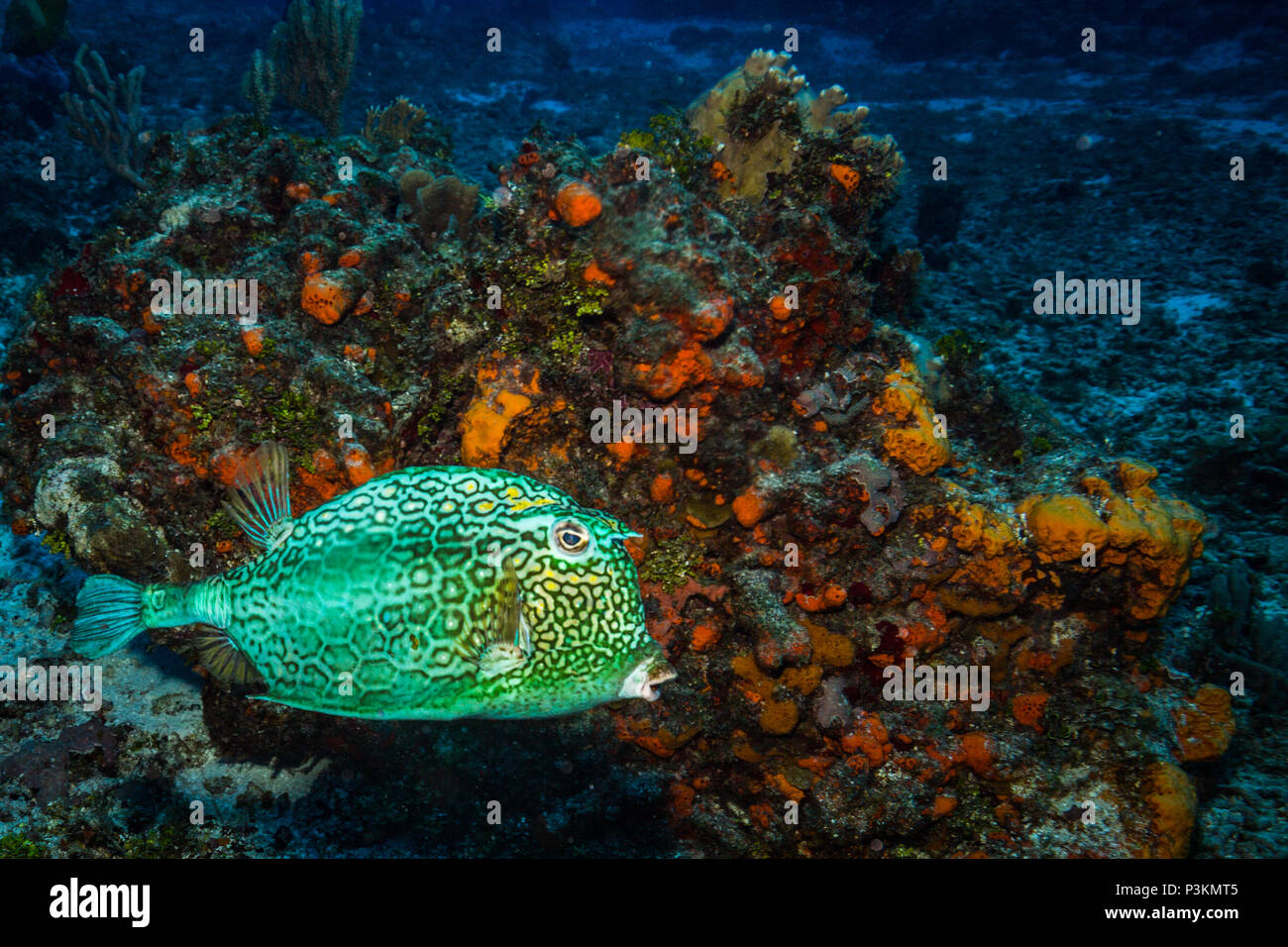 Fish on the coral reef near Cozumel Island Stock Photo - Alamy