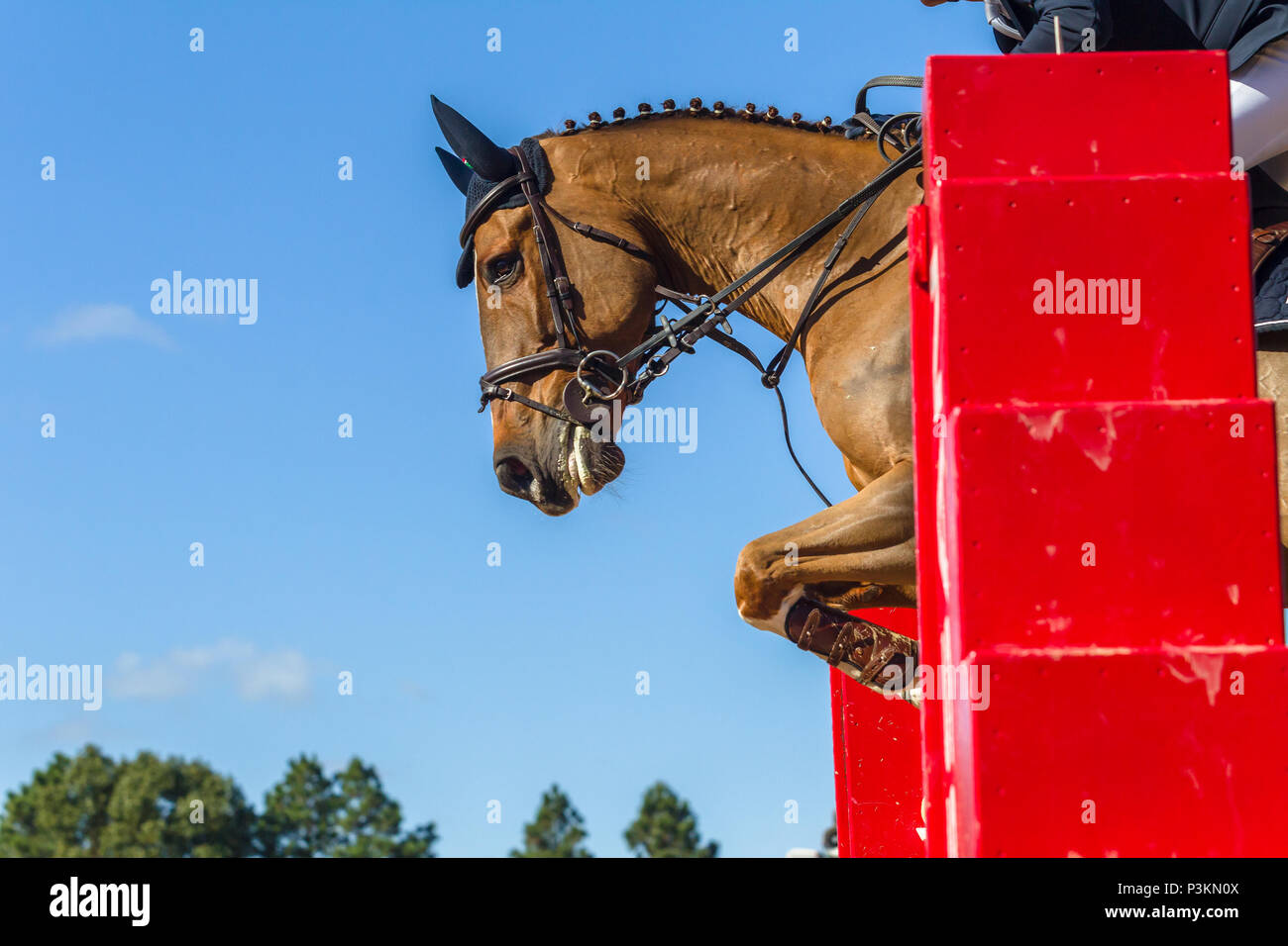 Action horse hi-res stock photography and images - Alamy