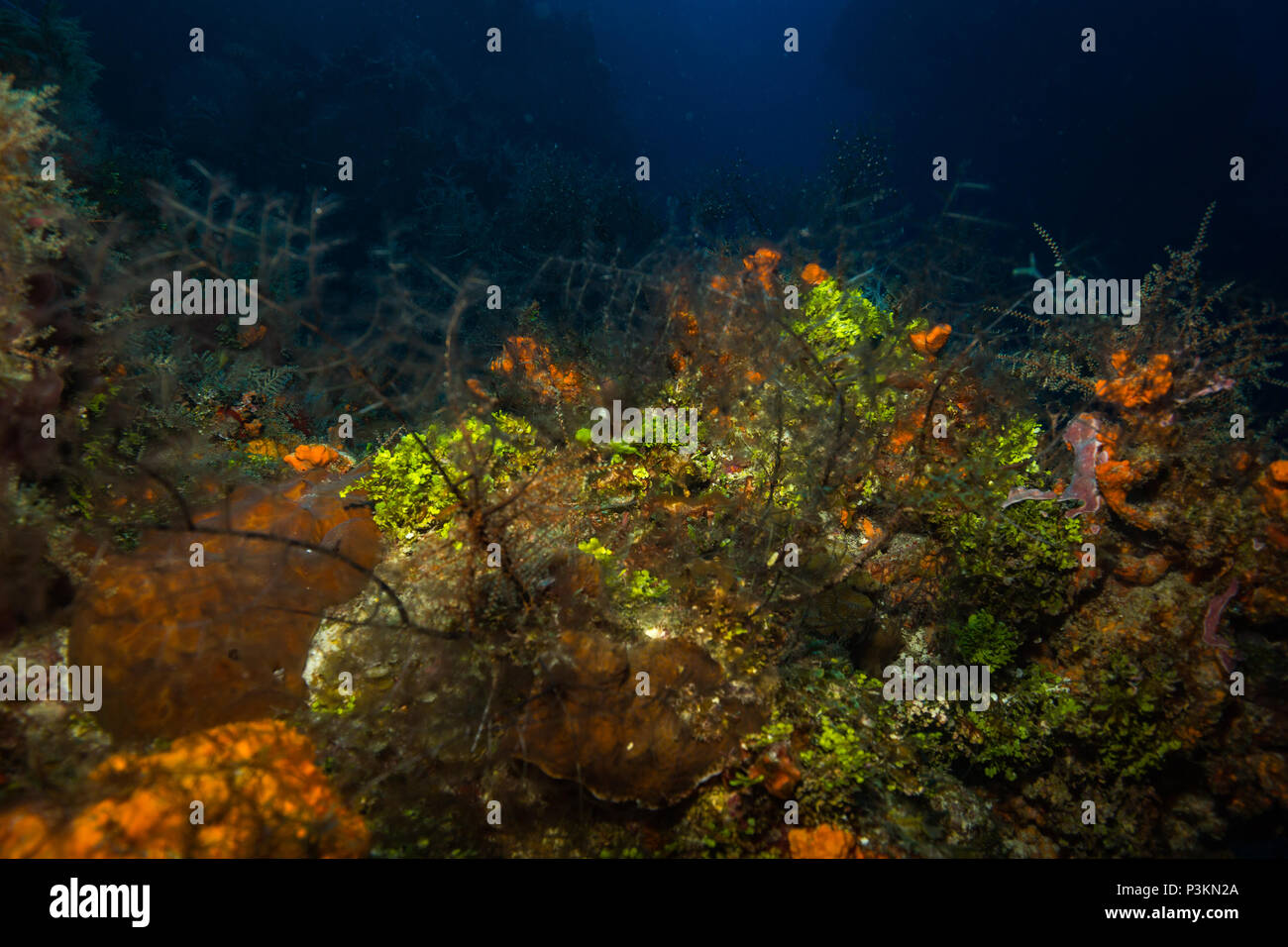Coral reef of Cozumel island Stock Photo - Alamy