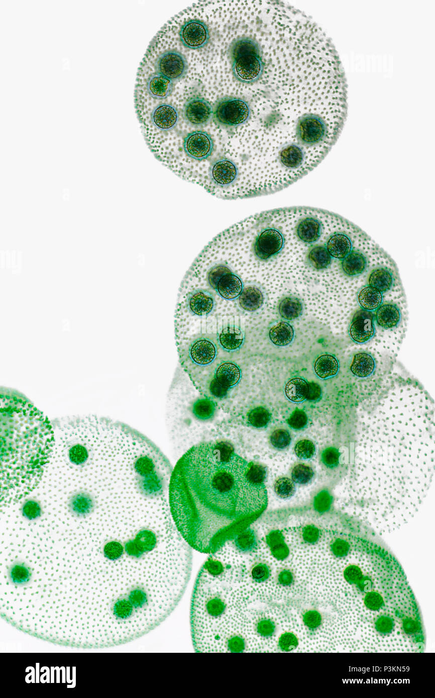 Volvox a polyphyletic genus of chlorophyte green algae Stock Photo - Alamy