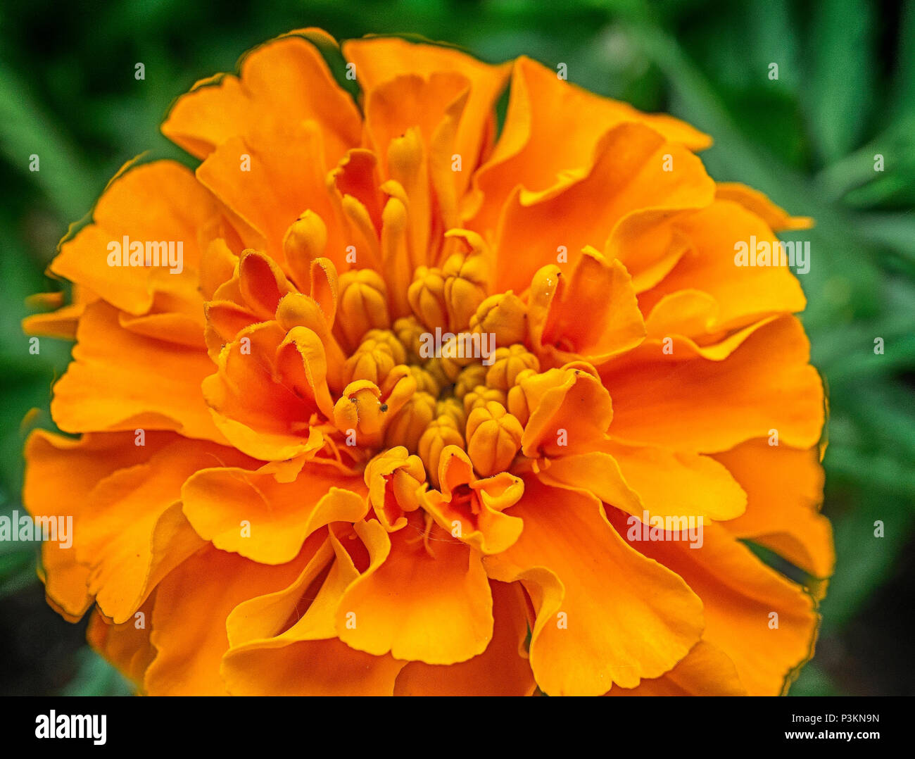 Hdr flower hi-res stock photography and images - Alamy