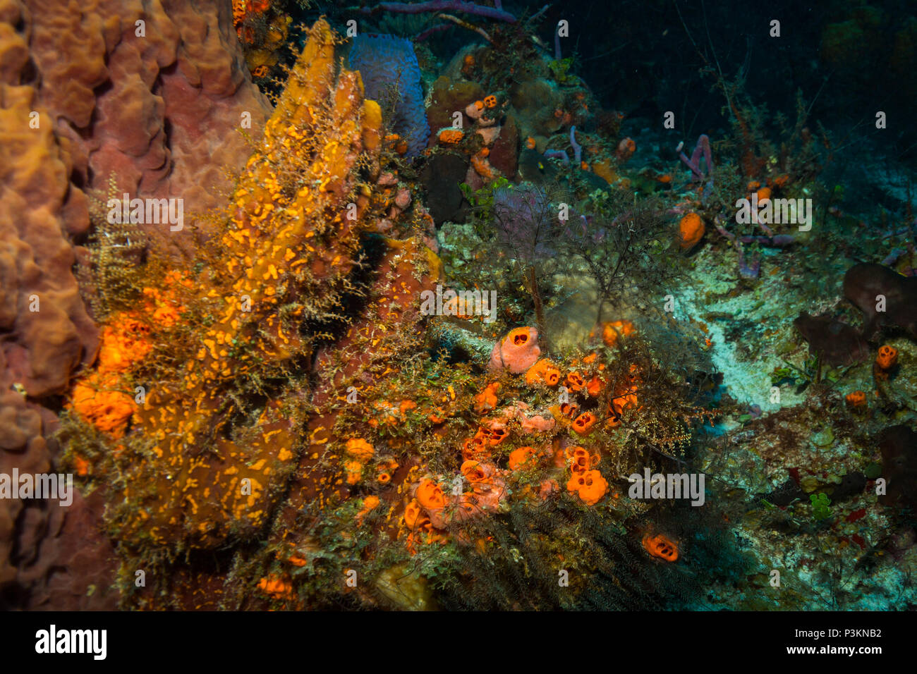 Coral island cozumel hi-res stock photography and images - Alamy