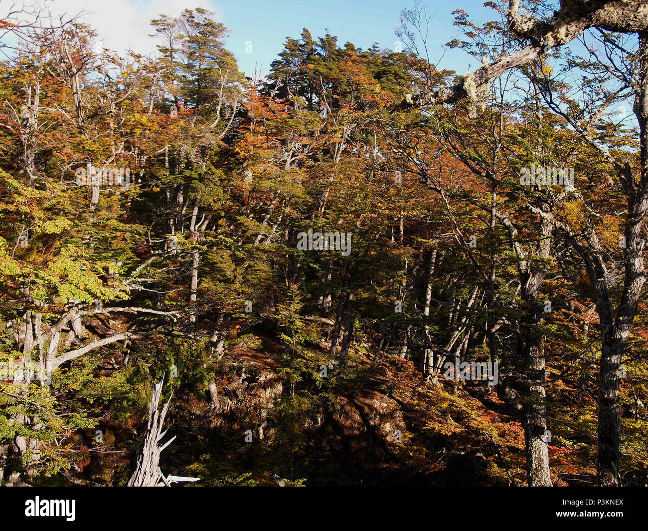 Magellanic subpolar forest hi-res stock photography and images - Alamy