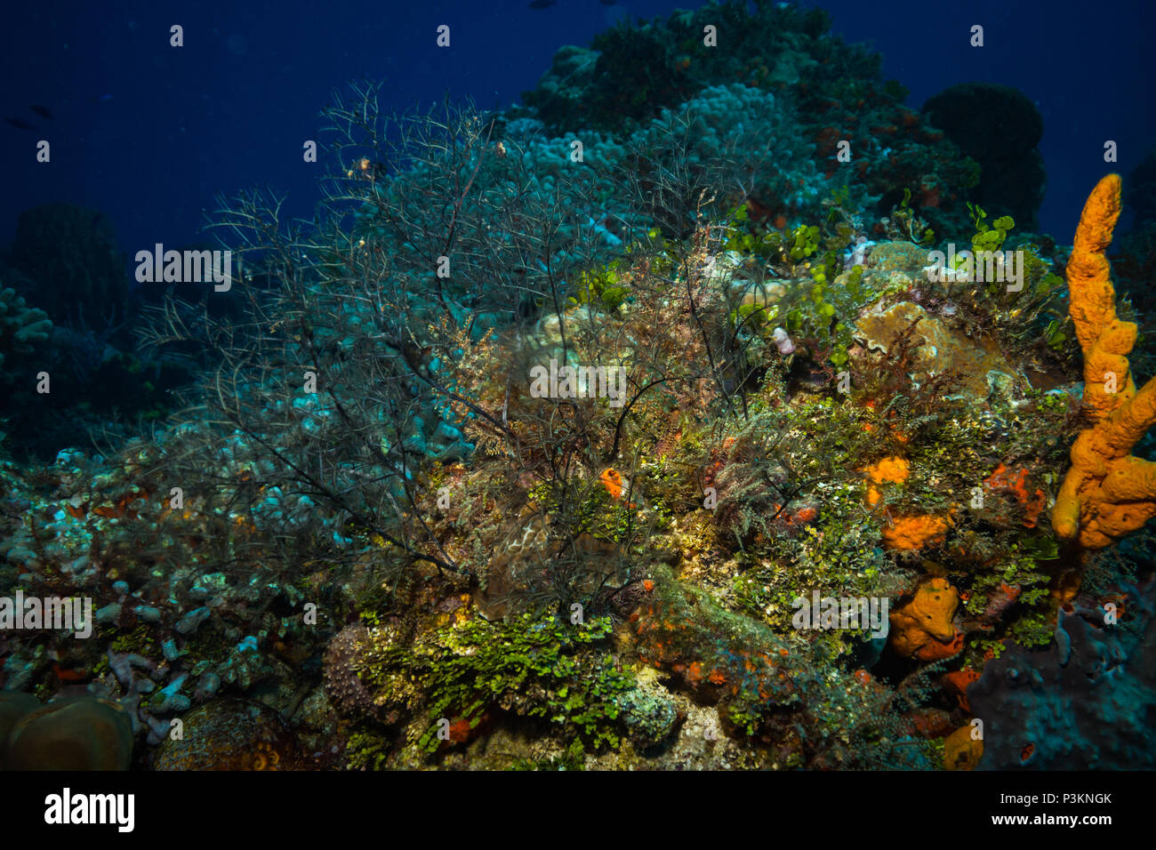 Coral island cozumel hi-res stock photography and images - Alamy