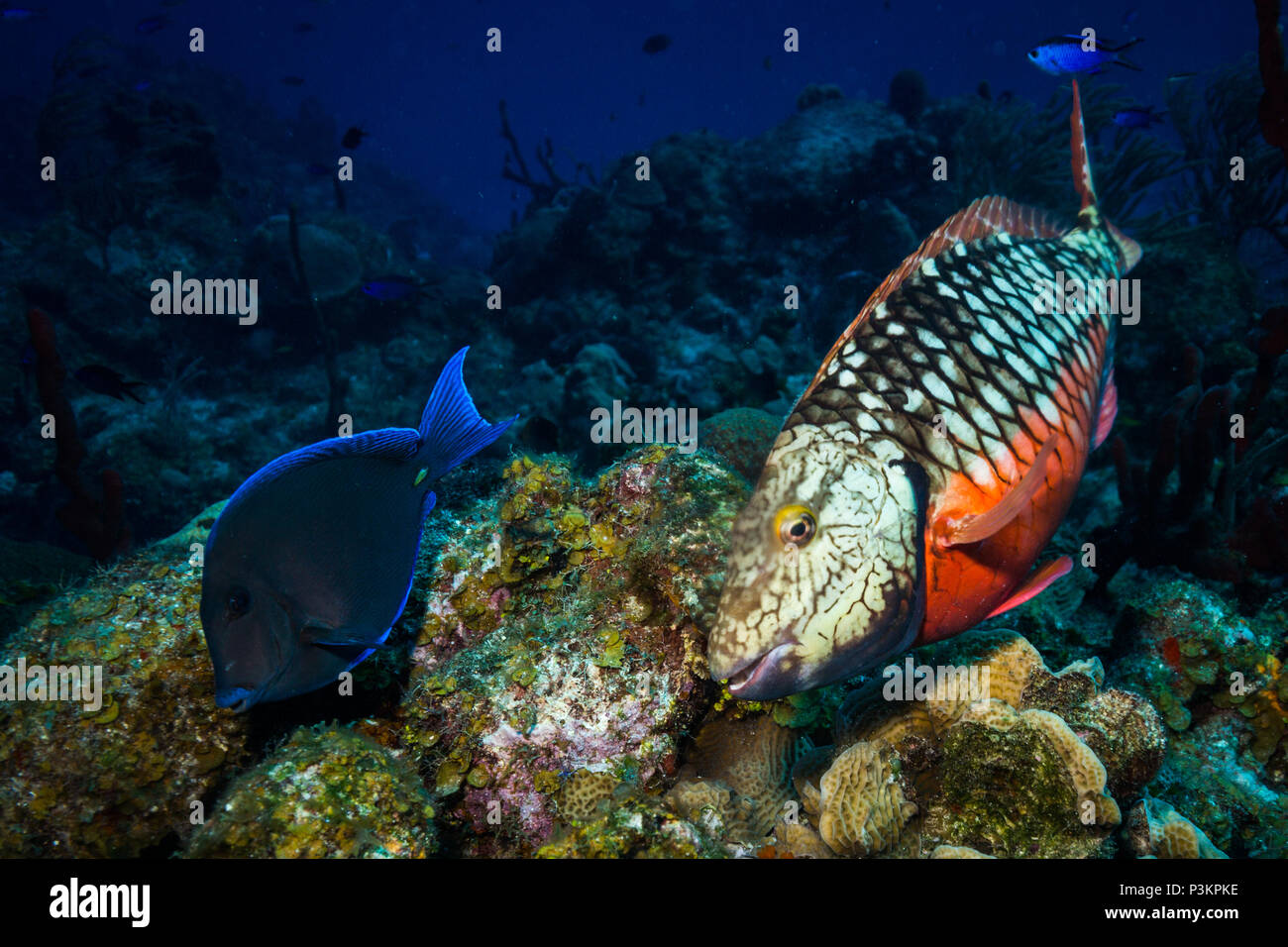 Fish on the coral reef near Cozumel Island Stock Photo - Alamy