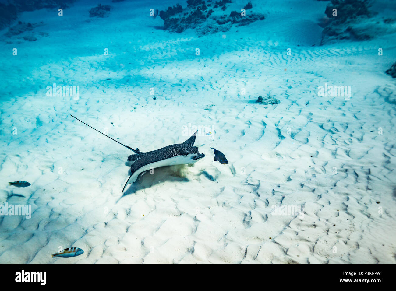 Spotted eagle ray on coral reef of the island Cozumel Stock Photo - Alamy