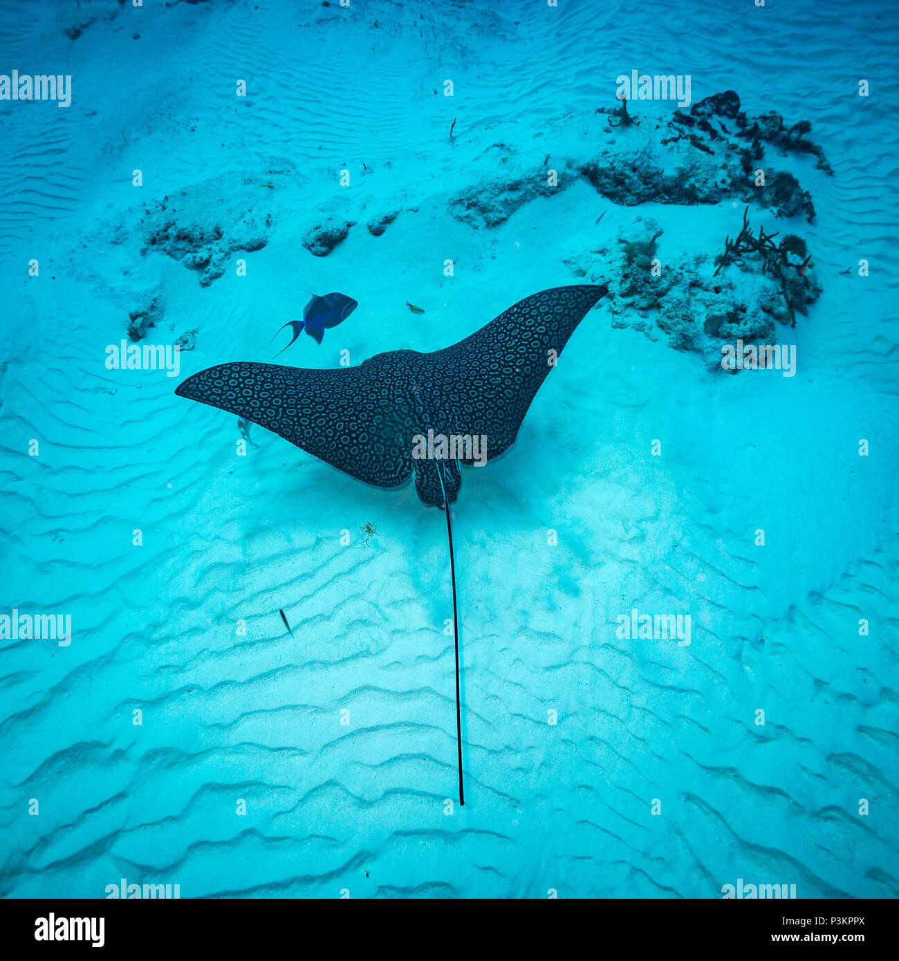 Spotted eagle ray on coral reef of the island Cozumel Stock Photo - Alamy