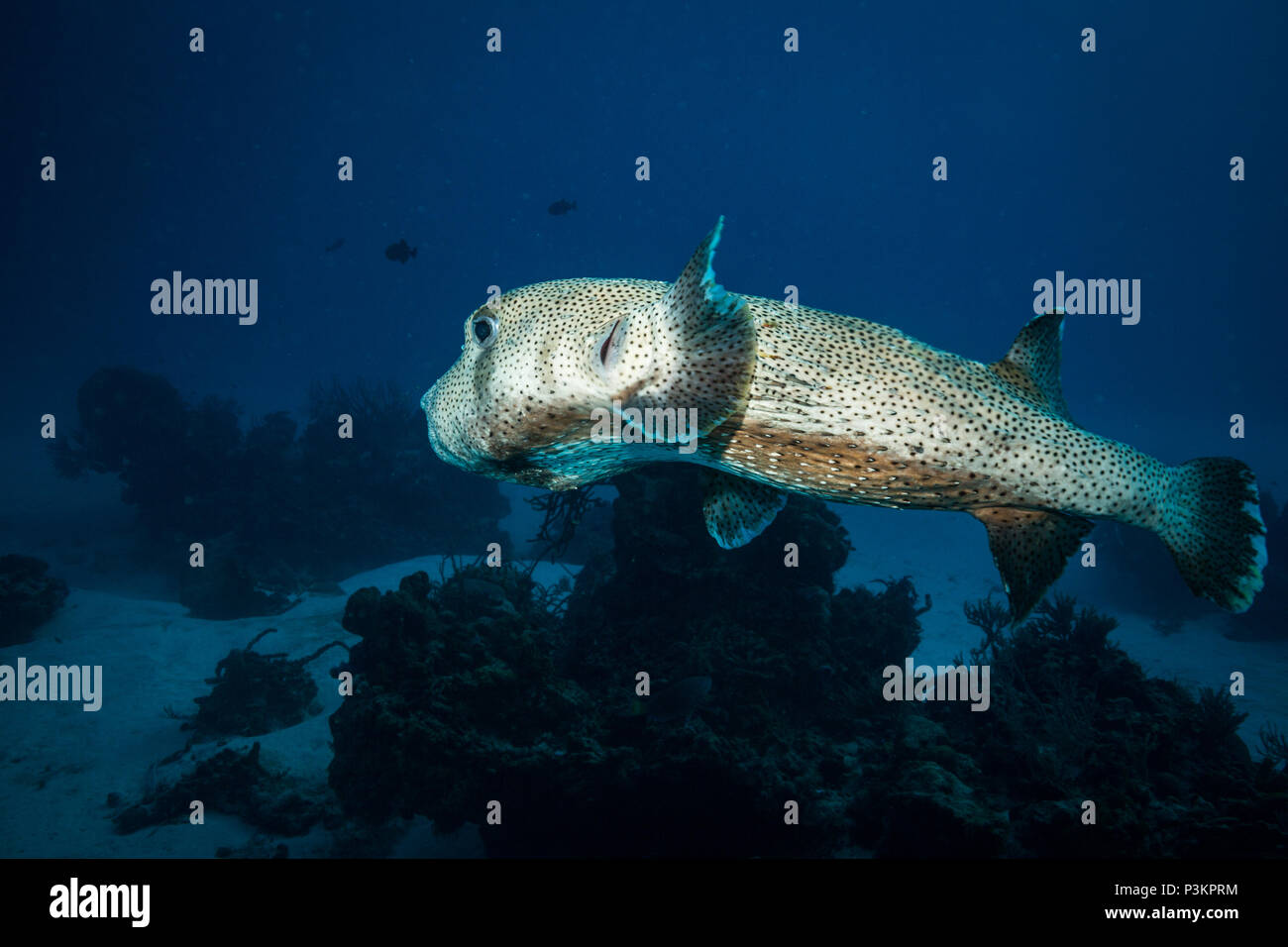 Fish on the coral reef near Cozumel Island Stock Photo - Alamy