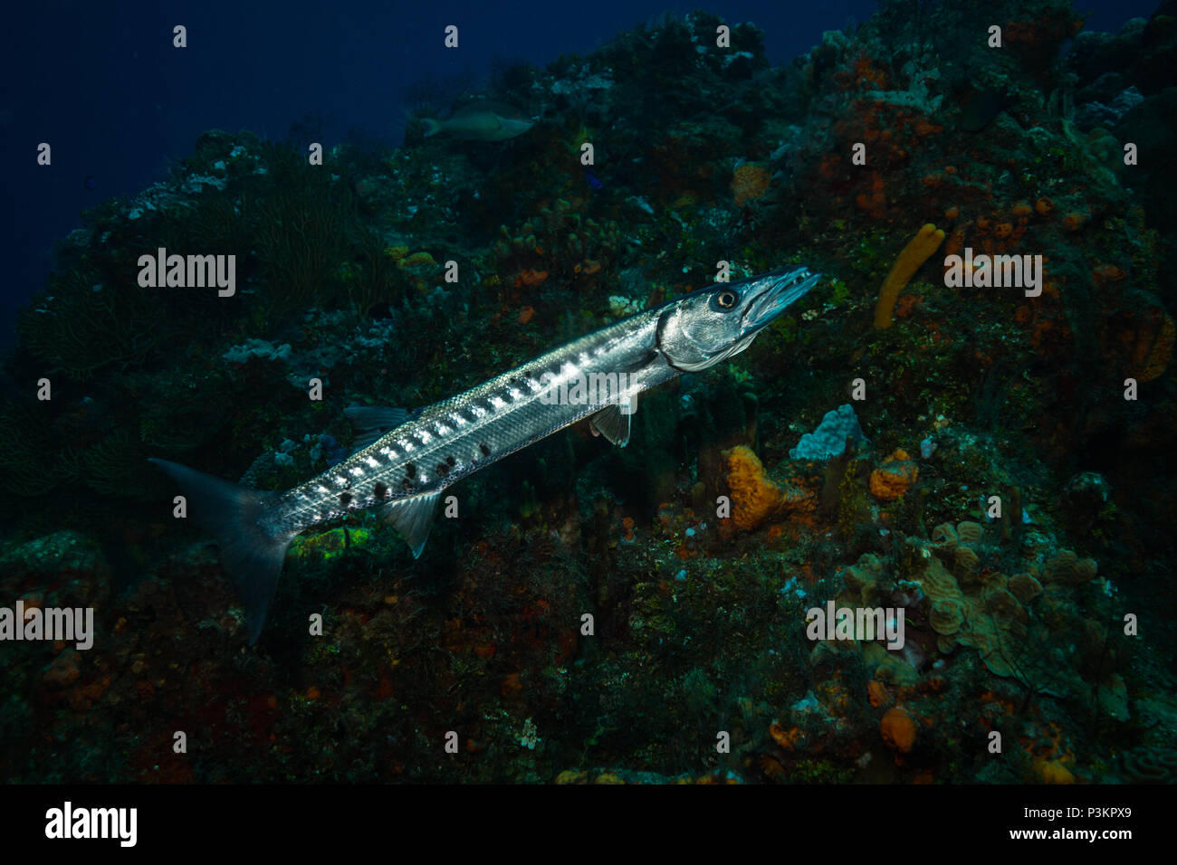 Mexico barracuda hi-res stock photography and images - Alamy