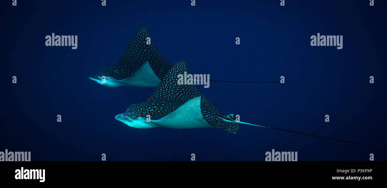 Eagle ray hi-res stock photography and images - Alamy