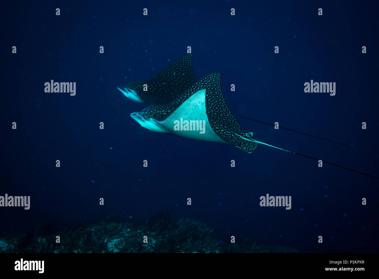 Spotted eagle ray on coral reef of the island Cozumel Stock Photo - Alamy