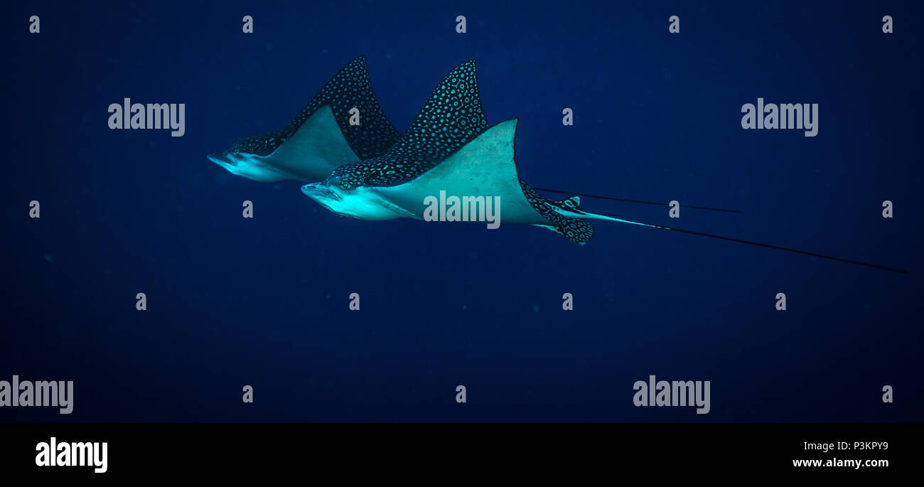 Spotted eagle ray coral reef hi-res stock photography and images - Alamy
