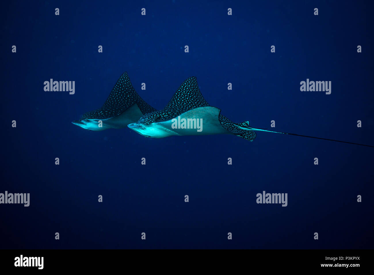 Spotted eagle ray on coral reef of the island Cozumel Stock Photo - Alamy