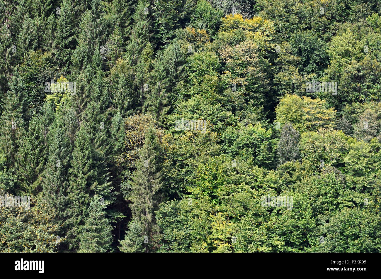 Texture of a mountain forest with many green trees. View from high ...