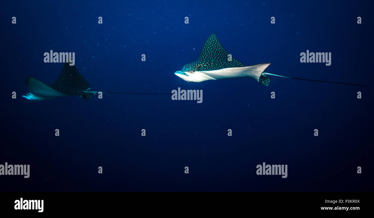 Spotted eagle ray coral reef hi-res stock photography and images - Alamy