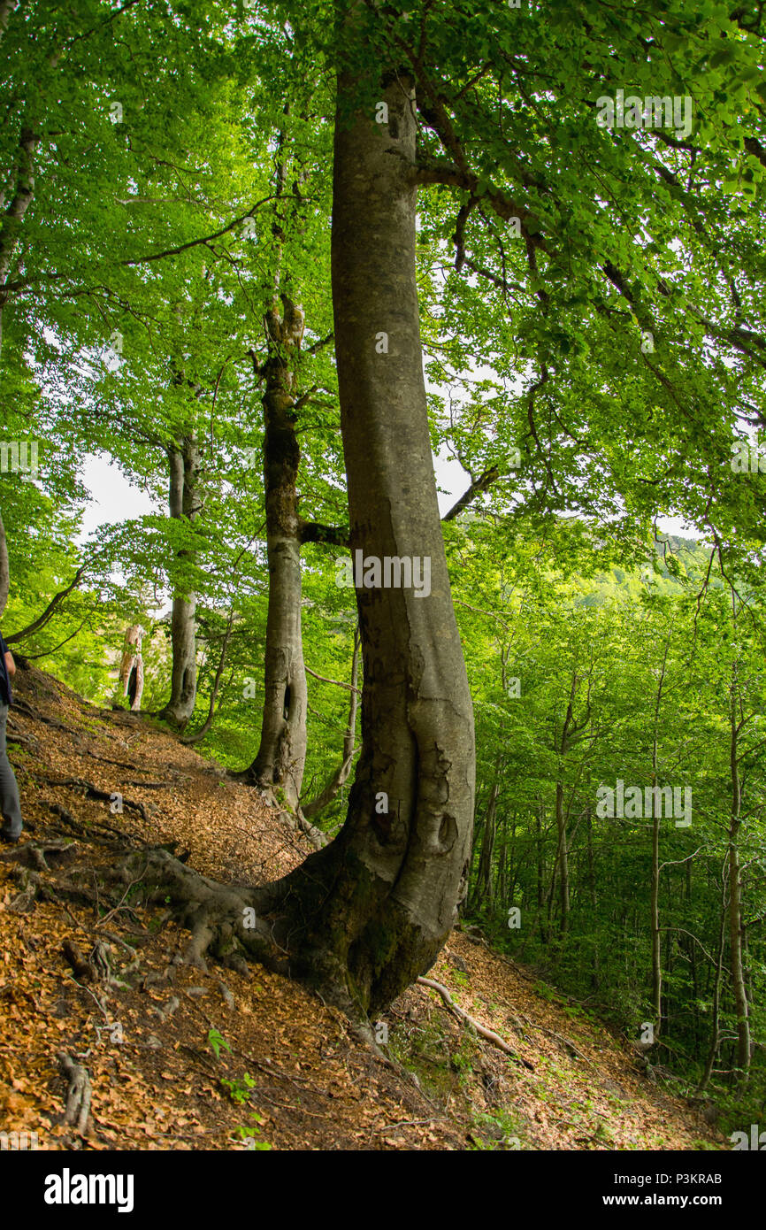 Crooked trees hi-res stock photography and images - Alamy