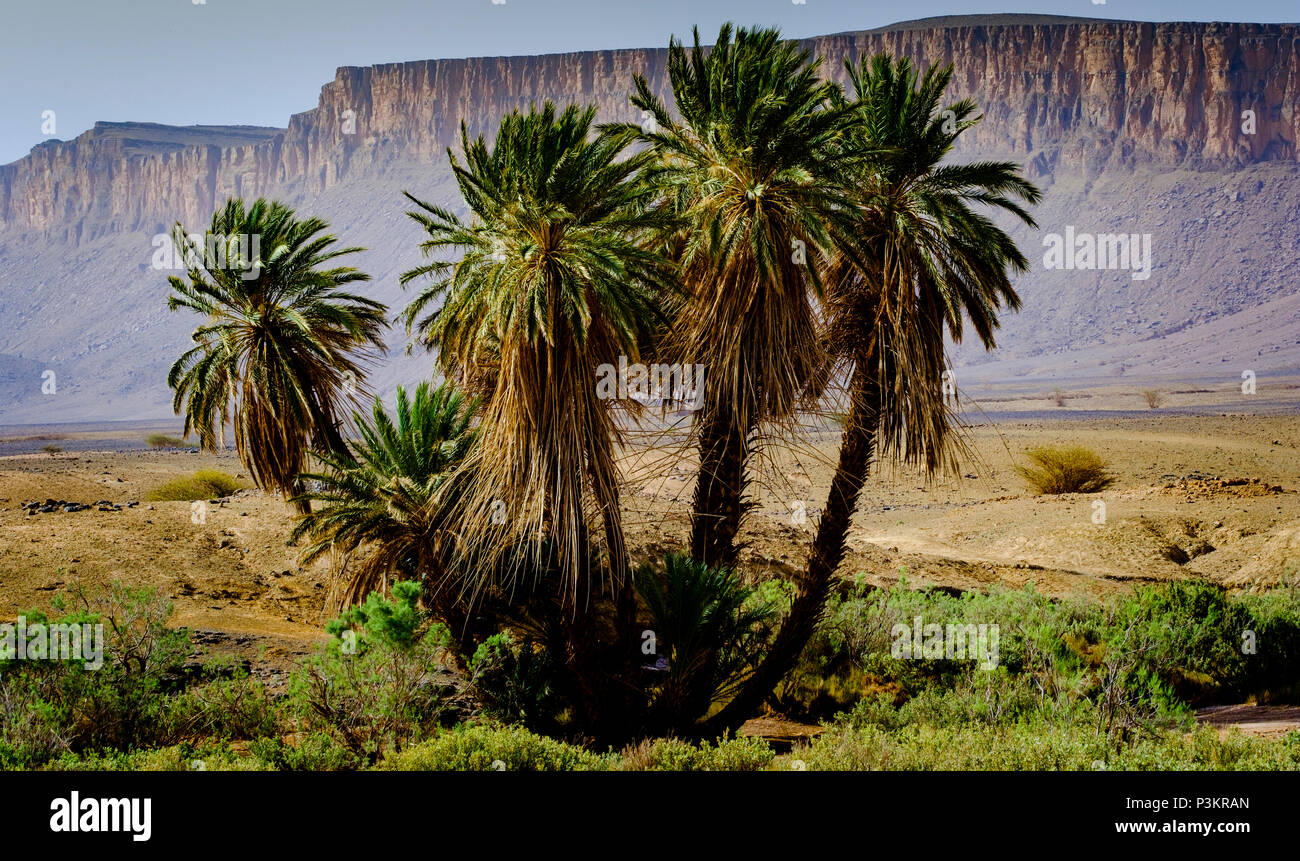 An Oasis in the Moroccan desert near Foum Zguid Stock Photo - Alamy