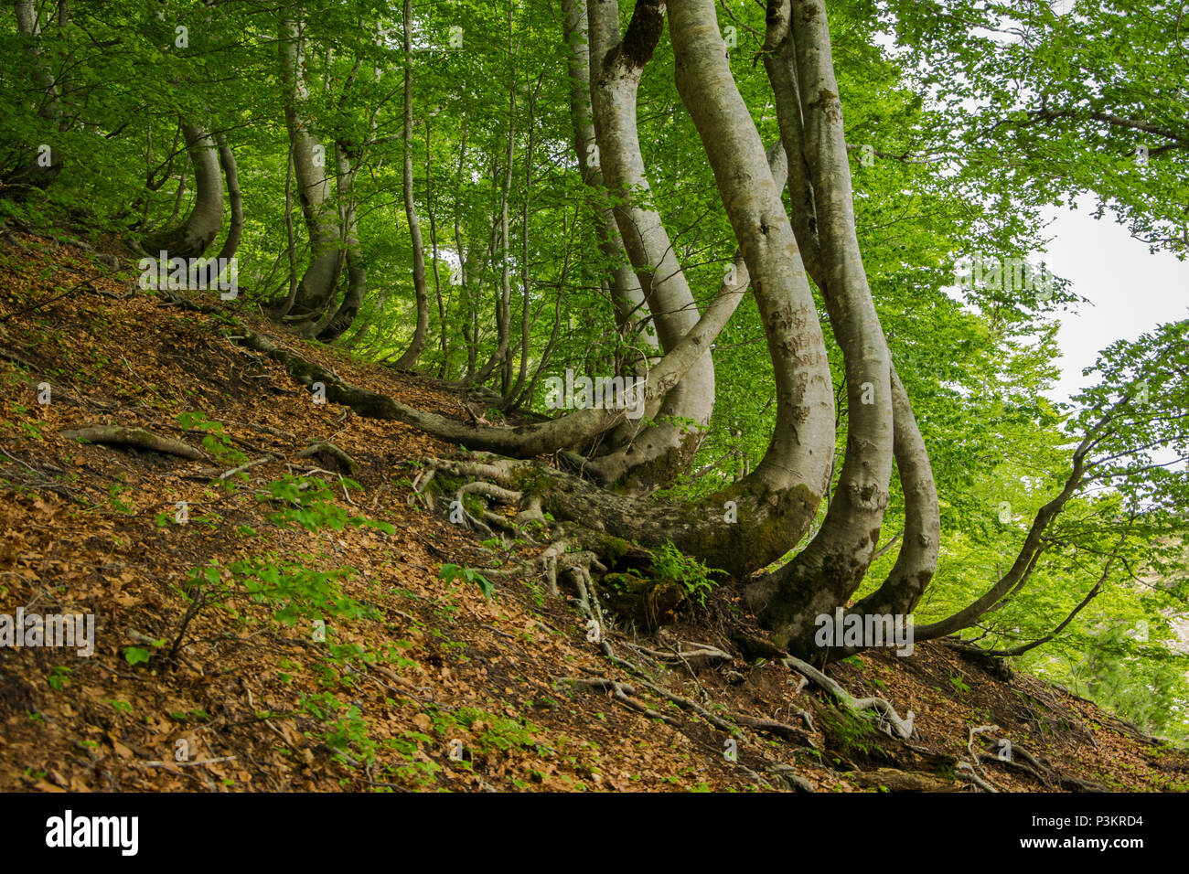 Magical crooked trees in the forest. Albania, Europe Stock Photo - Alamy