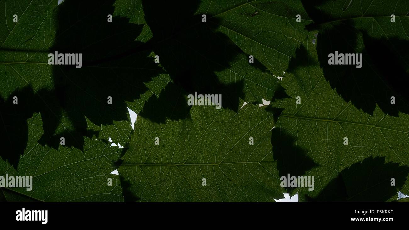 Background picture of green leaves. The leaves of the tree to the light ...