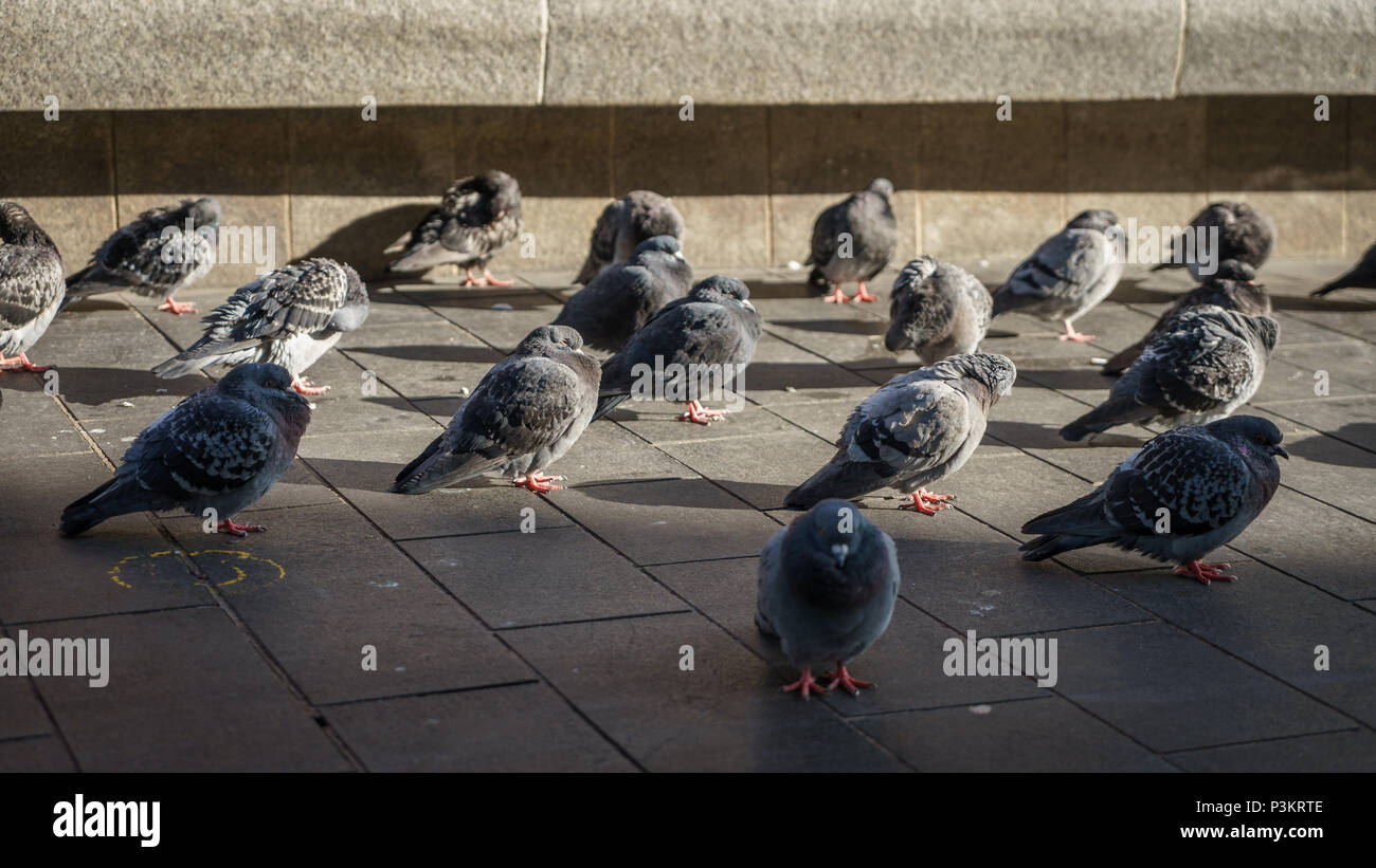 Pigeons soaking the sun on a pavement. Landscape format Stock Photo - Alamy