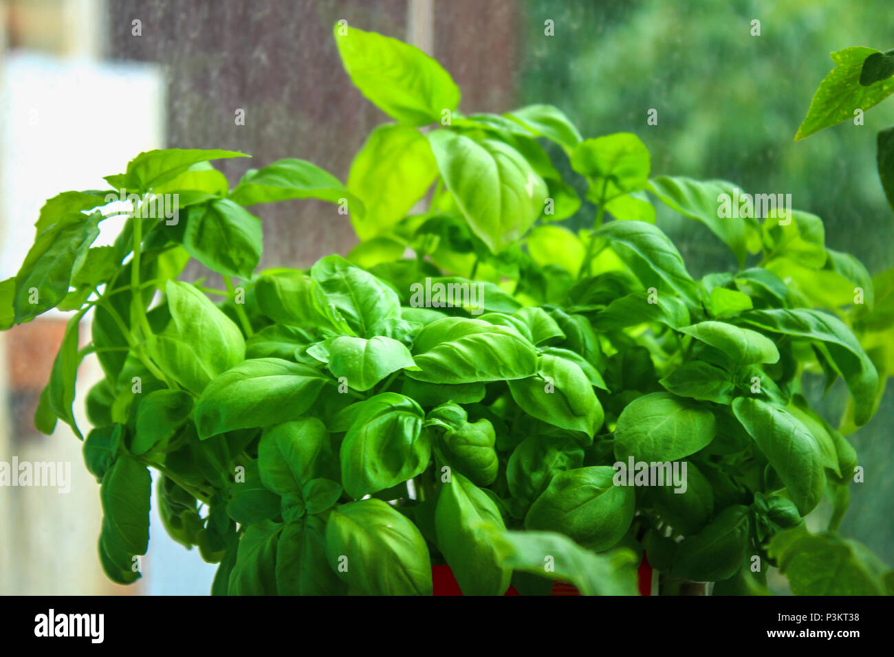 fresh basil in pot on balcony garden Stock Photo - Alamy