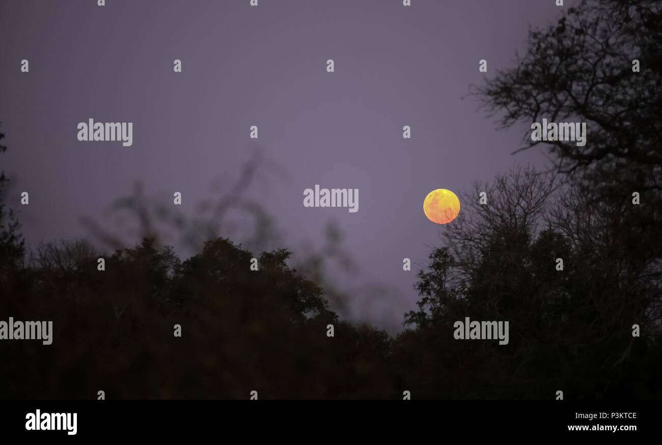 Full moon night jungle hi-res stock photography and images - Alamy