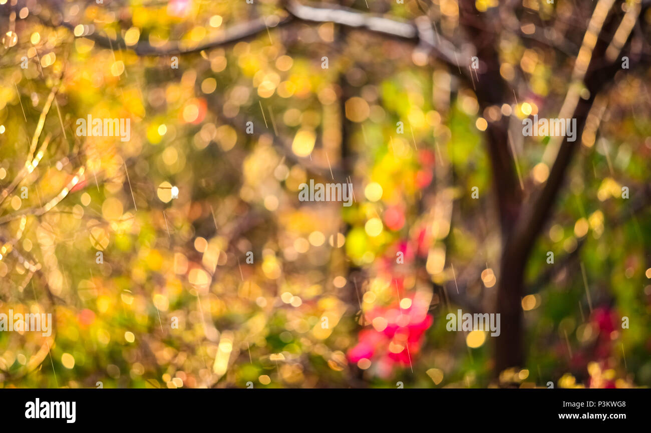 Vibrant Spring themed bokeh lighting effect with rain streaks Stock ...
