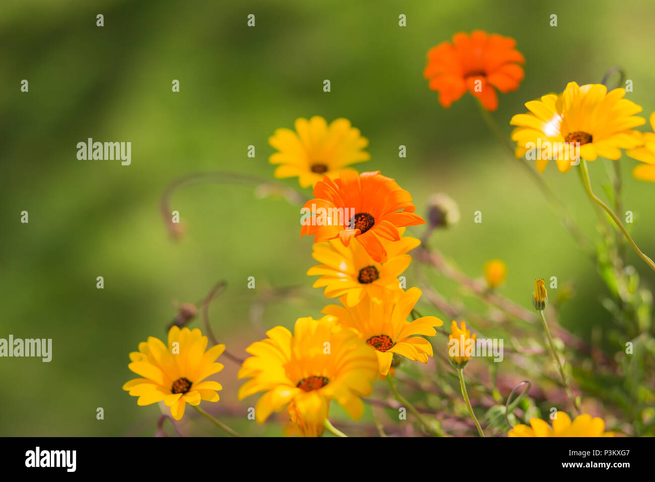 Pastel daisies hi-res stock photography and images - Alamy