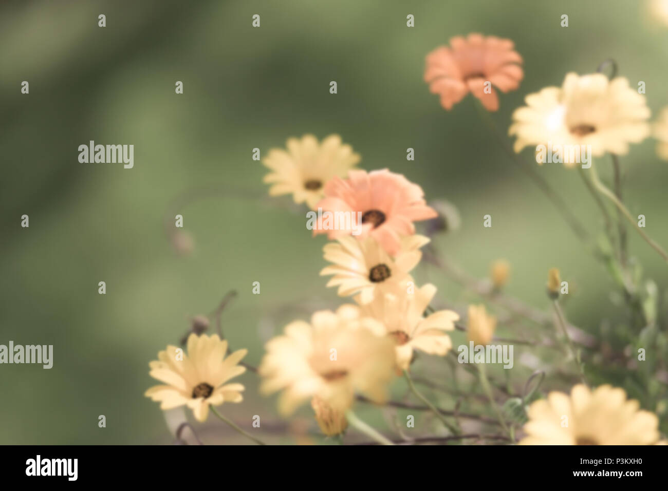 Pastel daisies hi-res stock photography and images - Alamy