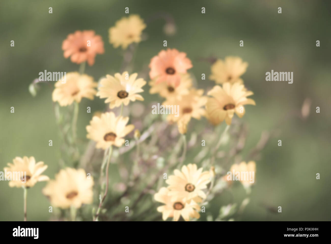 Pastel daisies hi-res stock photography and images - Alamy