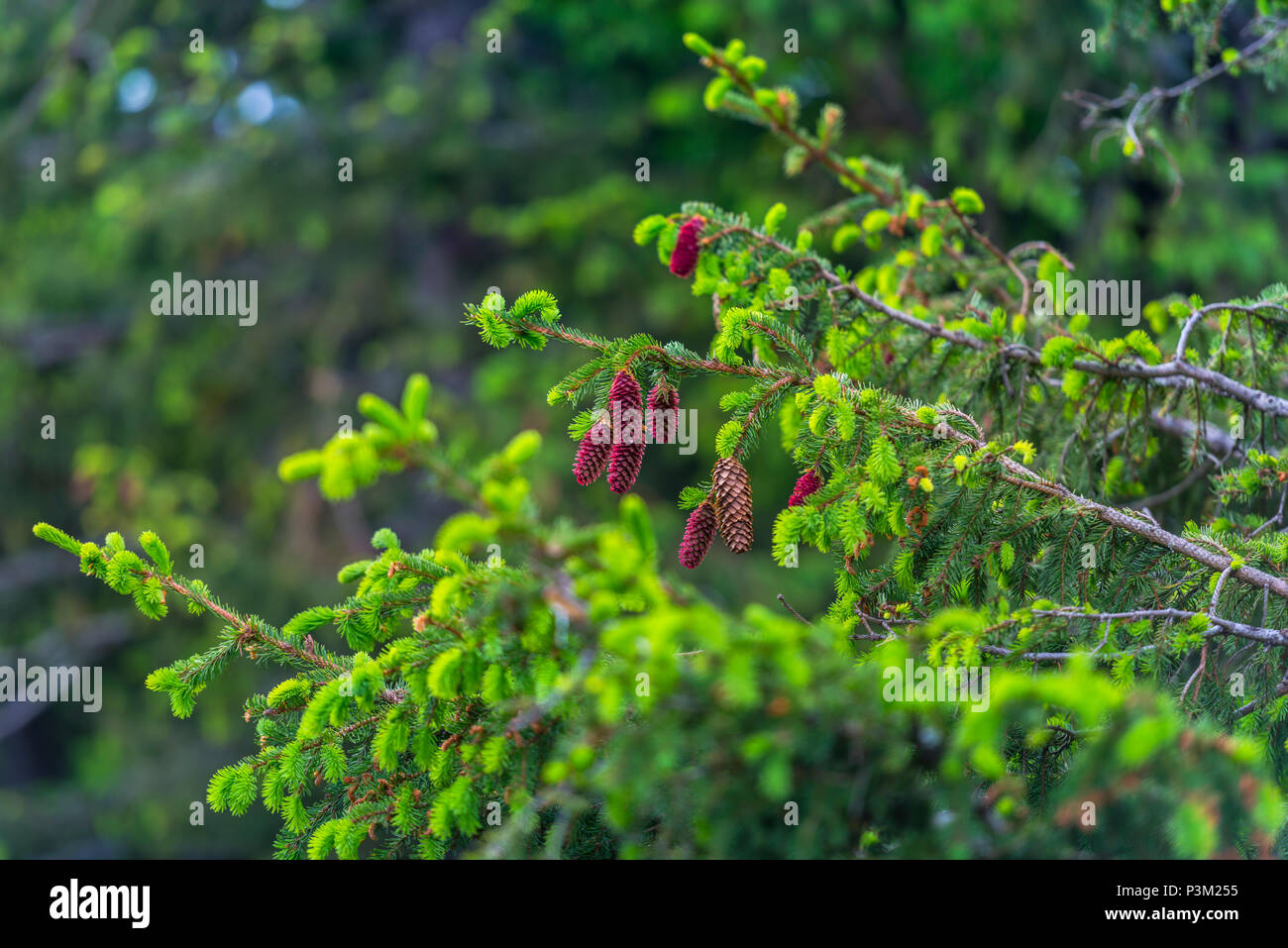 Conifer cone tree Stock Photo - Alamy