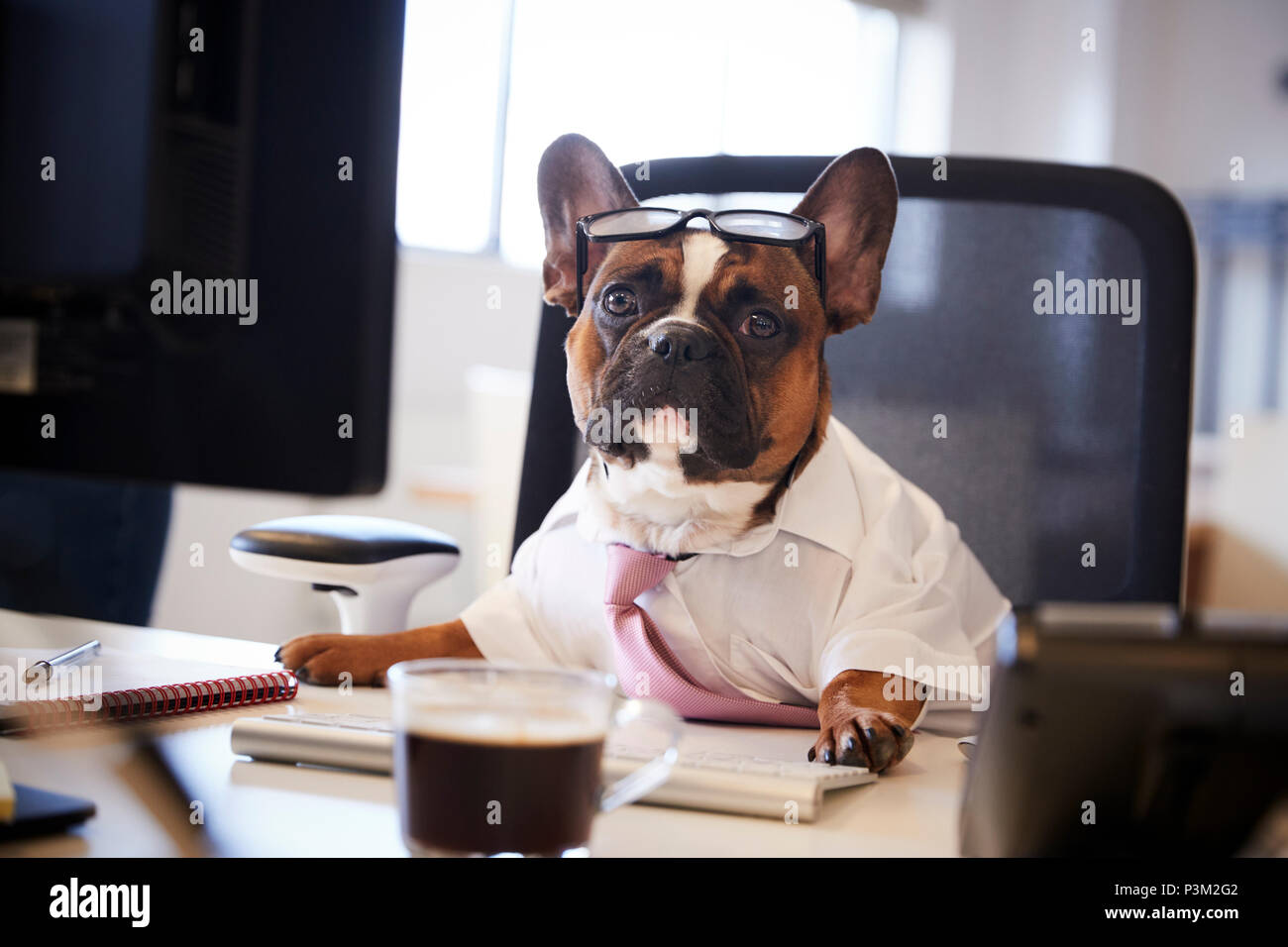 French Bulldog Dressed As Businessman Works At Desk On Computer Stock ...