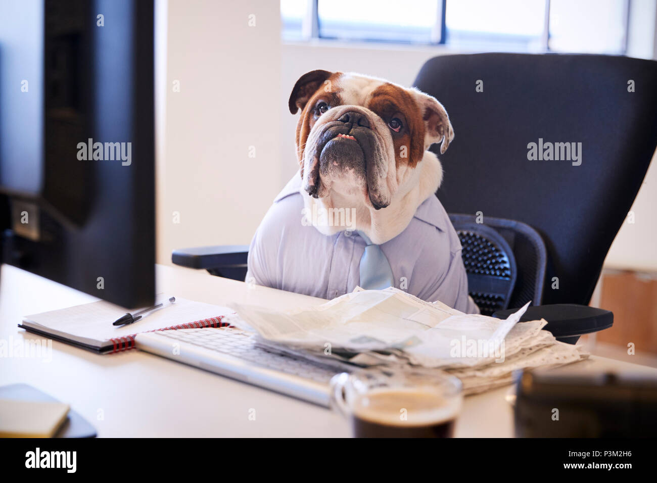 British Bulldog Dressed As Businessman Works At Desk On Computer Stock ...