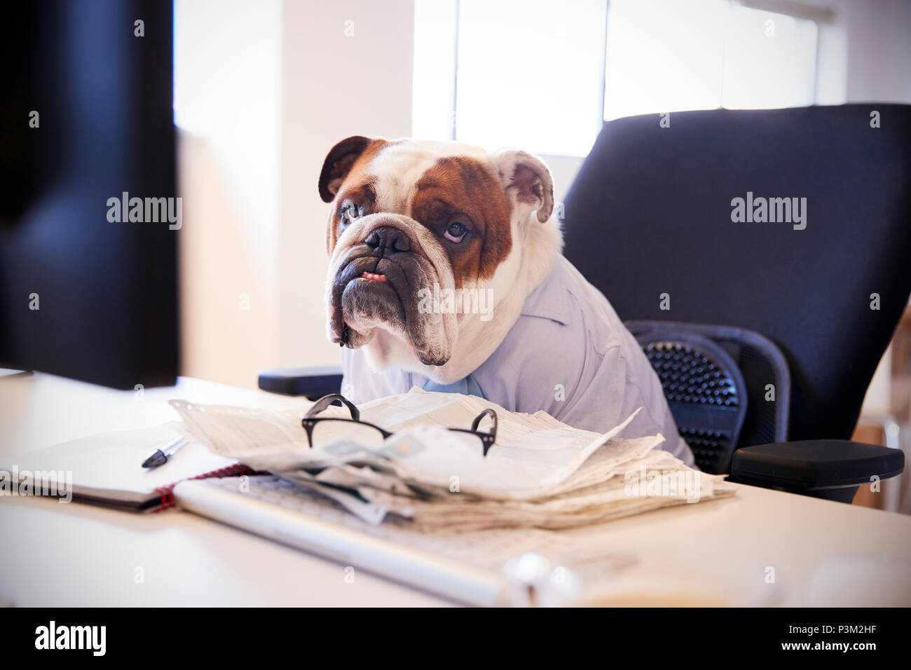 British Bulldog Dressed As Businessman Works At Desk On Computer Stock ...