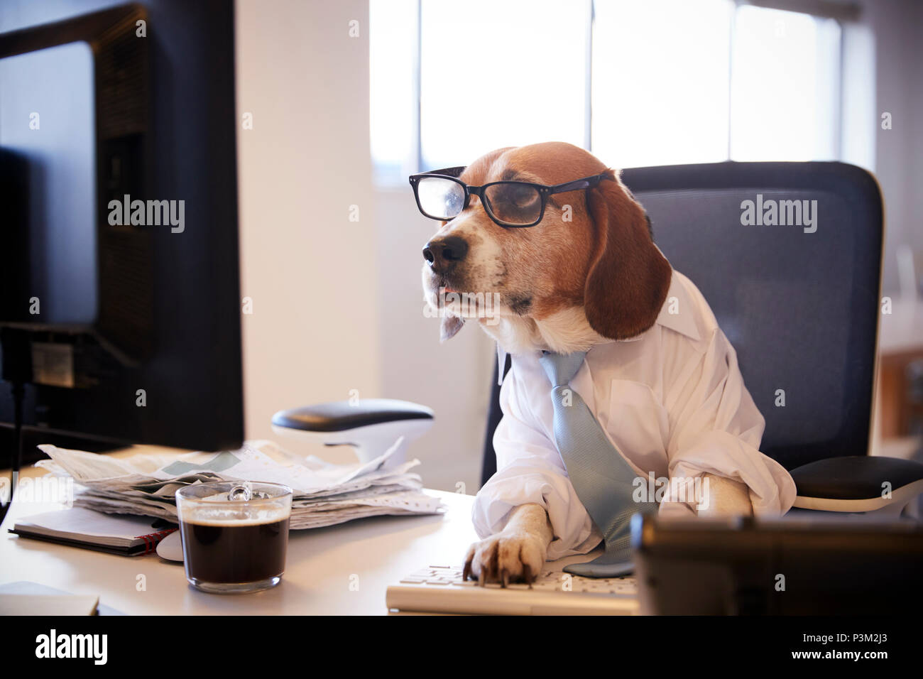 Beagle Dressed As Businessman Works At Desk On Computer Stock Photo - Alamy
