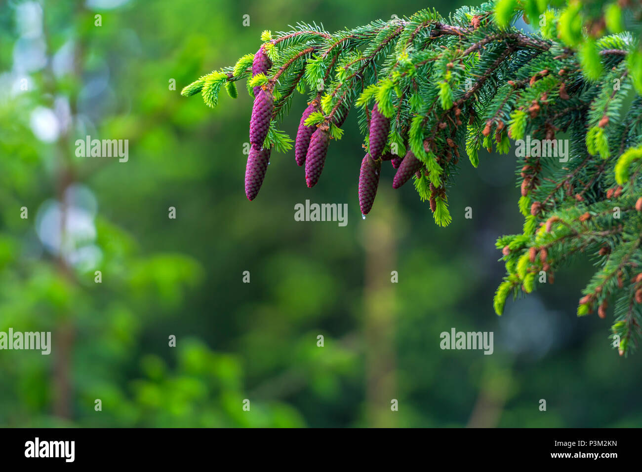 Conifer cone tree Stock Photo - Alamy